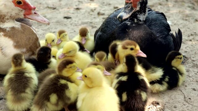 "Animals Breeding" Bilder – Durchsuchen 218 Archivfotos, Vektorgrafiken ...