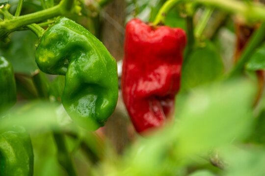 Piman Images – Browse 60 Stock Photos, Vectors, and Video | Adobe Stock