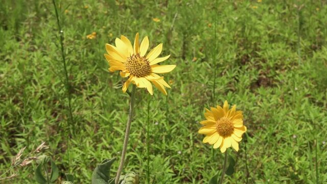 Heliotropic Images – Browse 127 Stock Photos, Vectors, and Video ...