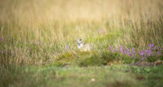 Sysel Images – Browse 56 Stock Photos, Vectors, and Video | Adobe Stock