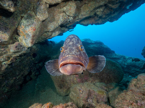 Zackenbarsch Bilder – Durchsuchen 23,399 Archivfotos, Vektorgrafiken ...