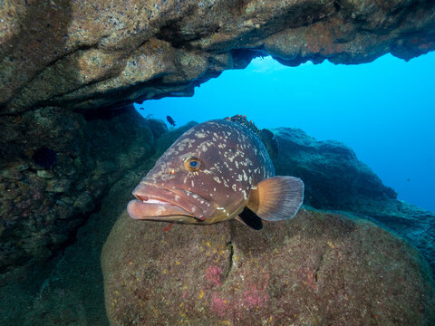 Zackenbarsch Bilder – Durchsuchen 23,399 Archivfotos, Vektorgrafiken ...