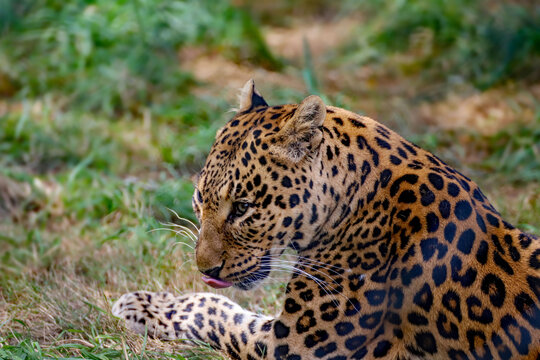 Obsequious Bilder – Durchsuchen 316 Archivfotos, Vektorgrafiken und ...