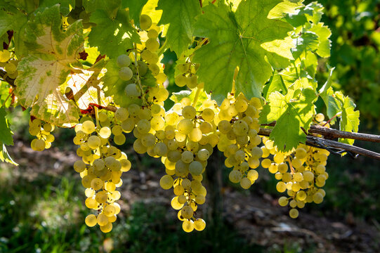 「Rebsorte」の写真素材 | 2,170件の無料イラスト画像 | Adobe Stock