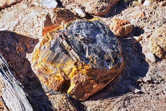 Permineralization Images – Browse 99 Stock Photos, Vectors, and Video ...