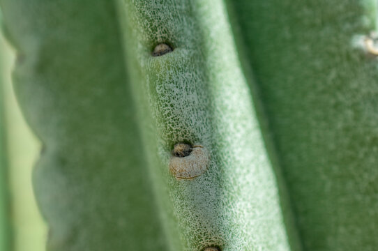 "Cactus Leaf" Images – Browse 836 Stock Photos, Vectors, and Video ...