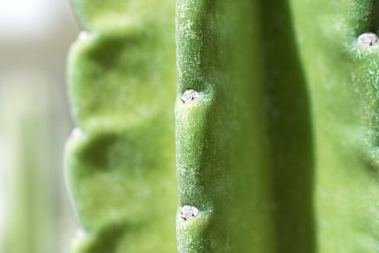 "Cactus Leaf" Images – Browse 836 Stock Photos, Vectors, and Video ...