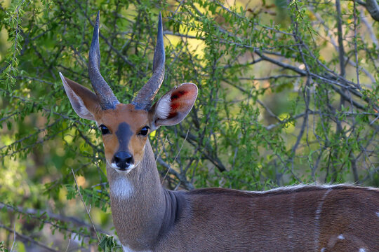 Afbeeldingen over "Bush Buck" – Blader in stockfoto's, vectoren en ...