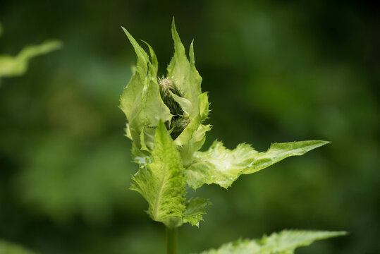Distelarten-Bilder: Stock-Fotos & -Videos. | Adobe Stock