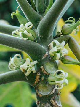 Chamburo bilder – Bläddra bland 111 stockfoton, vektorer och videor ...