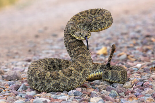 Rattlesnake Coiled Bilder – Durchsuchen 2,382 Archivfotos ...