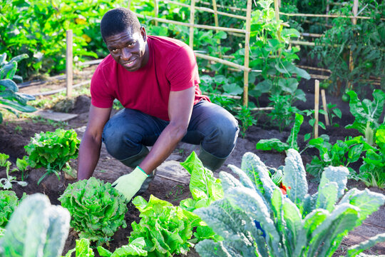 Black People Gardening