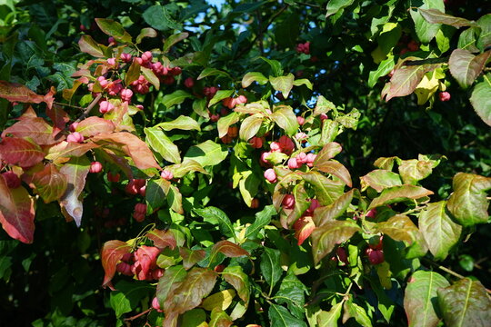 Riberry Images – Browse 15 Stock Photos, Vectors, and Video | Adobe Stock