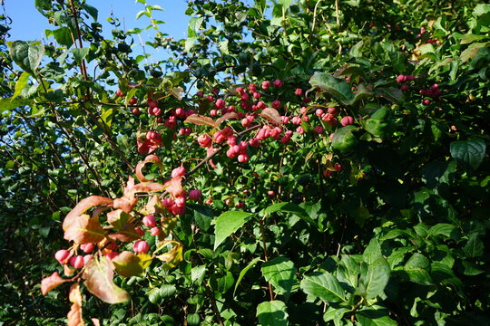 Riberry Images – Browse 46 Stock Photos, Vectors, and Video | Adobe Stock