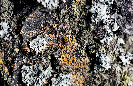 "Foliose Lichen" Bilder – Durchsuchen 616 Archivfotos, Vektorgrafiken ...