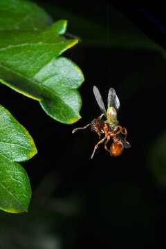 Babouk Images – Parcourir 244 le catalogue de photos, vecteurs et ...
