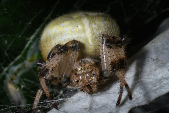 "Barn Spider" Images – Browse 182 Stock Photos, Vectors, and Video ...