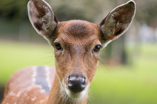 White Tailed Deer Doe Face