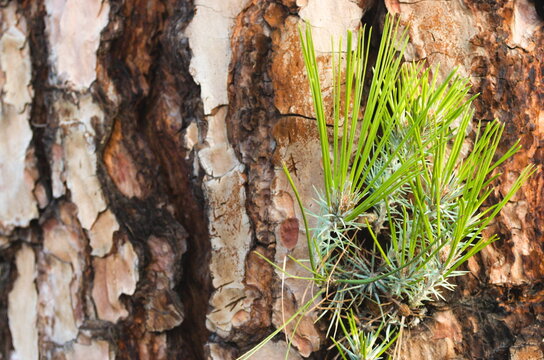 「Liofe」の写真素材 | 6件の無料イラスト画像 | Adobe Stock