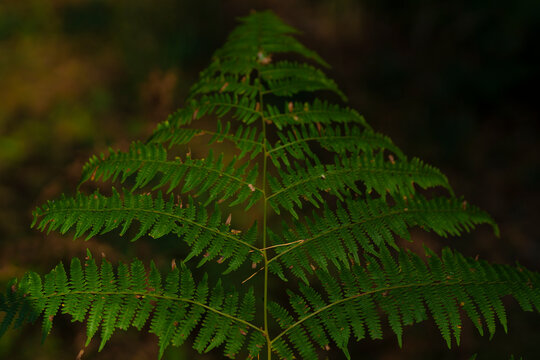 รูปภาพPteridopsida – เลือกดูภาพถ่ายสต็อก เวกเตอร์ และวิดีโอ1,800 ...