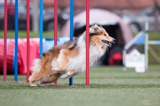 Are Rough Collies Good At Agility
