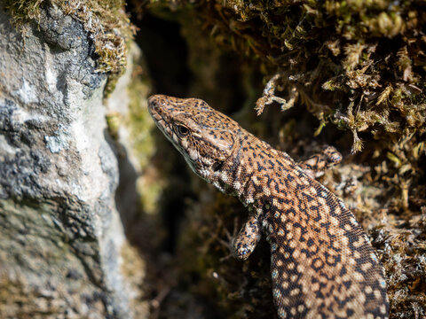 Ovipare bilder – Bläddra bland 1,201 stockfoton, vektorer och videor ...