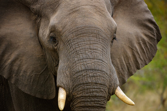 รูปภาพPachyderm – เลือกดูภาพถ่ายสต็อก เวกเตอร์ และวิดีโอ69,769 | Adobe ...