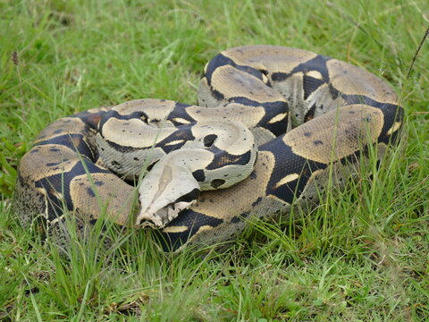 Riesenschlange Images – Browse 617 Stock Photos, Vectors, and Video ...