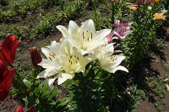 Spotted. Images – Browse 1,264,802 Stock Photos, Vectors, and Video ...