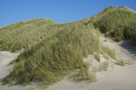 รูปภาพSandig – เลือกดูภาพถ่ายสต็อก เวกเตอร์ และวิดีโอ8,975 | Adobe Stock