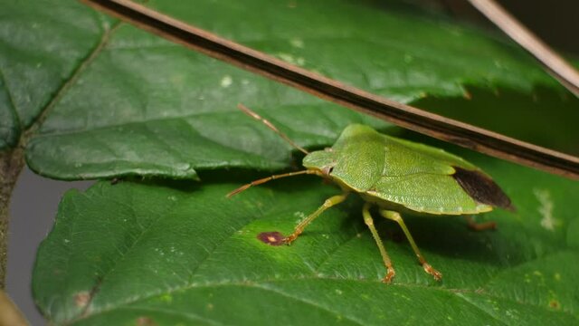 Stinkwanze Images – Browse 392 Stock Photos, Vectors, and Video | Adobe ...