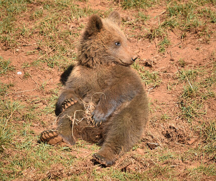 Osos Images – Parcourir 882 le catalogue de photos, vecteurs et vidéos ...