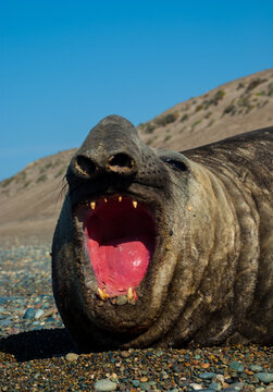 รูปภาพLeonina – เลือกดูภาพถ่ายสต็อก เวกเตอร์ และวิดีโอ2,366 | Adobe Stock