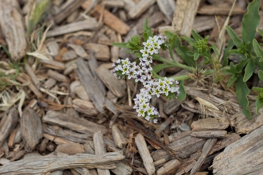 Cyme Inflorescence