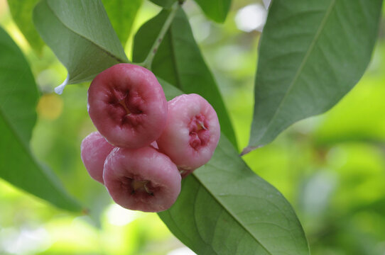 รูปภาพChambakka – เลือกดูภาพถ่ายสต็อก เวกเตอร์ และวิดีโอ2,370 | Adobe Stock