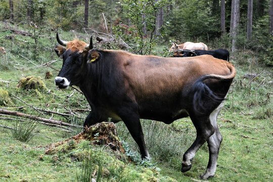 Auerrind Images – Browse 12 Stock Photos, Vectors, and Video | Adobe Stock