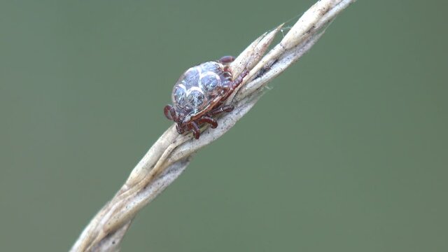 Ixodida Images – Parcourir 2,923 le catalogue de photos, vecteurs et vidéos | Adobe Stock