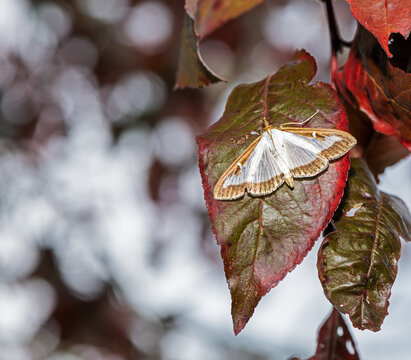 "Box Tree Moth" Images – Browse 1,521 Stock Photos, Vectors, and Video ...