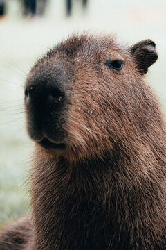 รูปภาพRoedor – เลือกดูภาพถ่ายสต็อก เวกเตอร์ และวิดีโอ5,393 | Adobe Stock