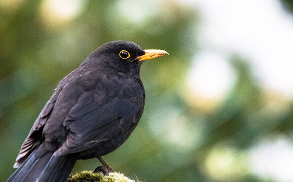 รูปภาพDrossel – เลือกดูภาพถ่ายสต็อก เวกเตอร์ และวิดีโอ4,891 | Adobe Stock