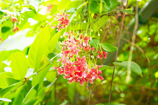 「Si-Sa」の画像 - 1,160 件の Stock 写真、ベクターおよびビデオ | Adobe Stock