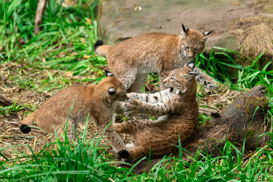 Wildcat Images – Browse 82,896 Stock Photos, Vectors, and Video | Adobe ...