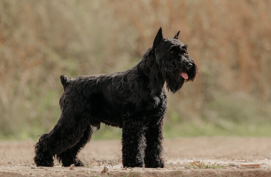 Miniature Schnauzer Images Browse 248 Stock Photos Vectors And
