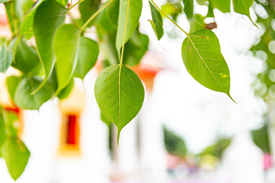 Bothi - Images et vidéos libres de droits | Adobe Stock