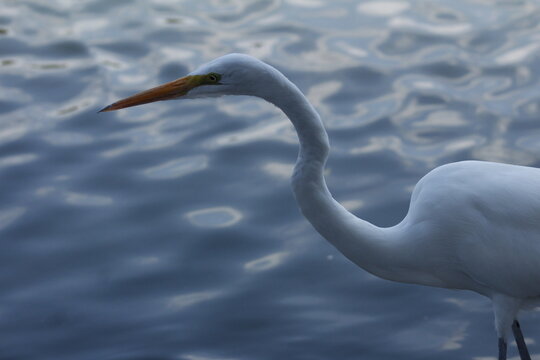 Imágenes de Asecho: descubre bancos de fotos, ilustraciones, vectores y ...