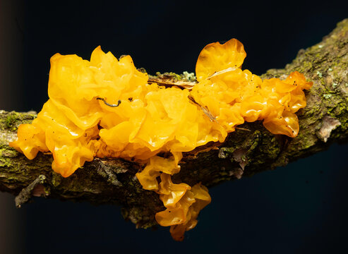 รูปภาพTrembler – เลือกดูภาพถ่ายสต็อก เวกเตอร์ และวิดีโอ229 | Adobe Stock