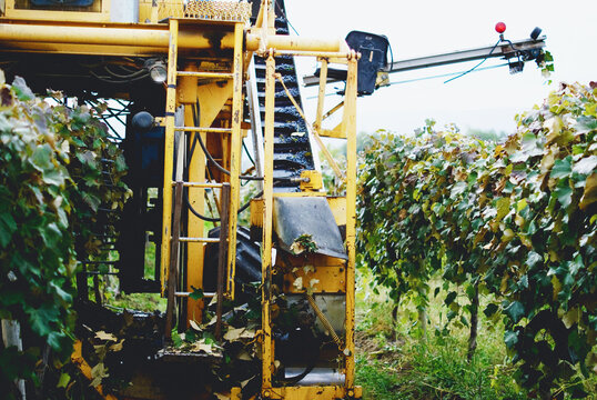 Graper Images – Browse 20 Stock Photos, Vectors, and Video | Adobe Stock