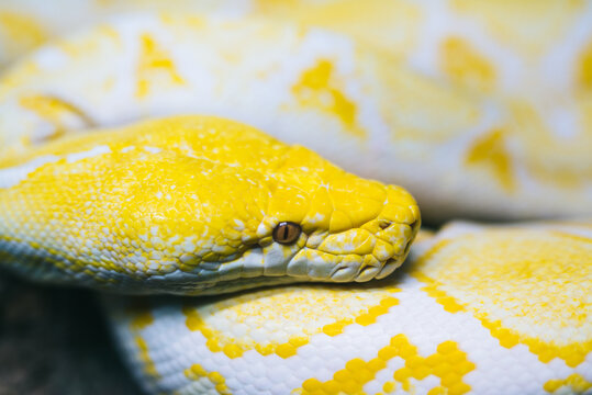 "Boa Snake" Images – Browse 53 Stock Photos, Vectors, and Video | Adobe ...