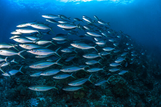 "Rainbow Runner" Images – Browse 1,029 Stock Photos, Vectors, and Video ...