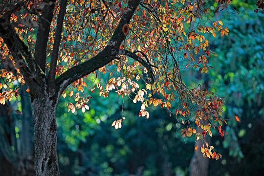 รูปภาพHerbstbeginn – เลือกดูภาพถ่ายสต็อก เวกเตอร์ และวิดีโอ1,361 ...